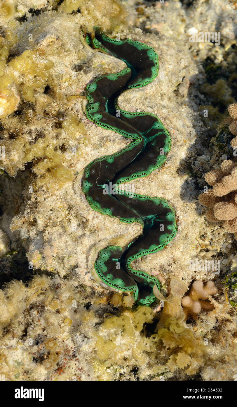 Little Giant Clam (Tridacna crocea) in shallow water at low tide ...