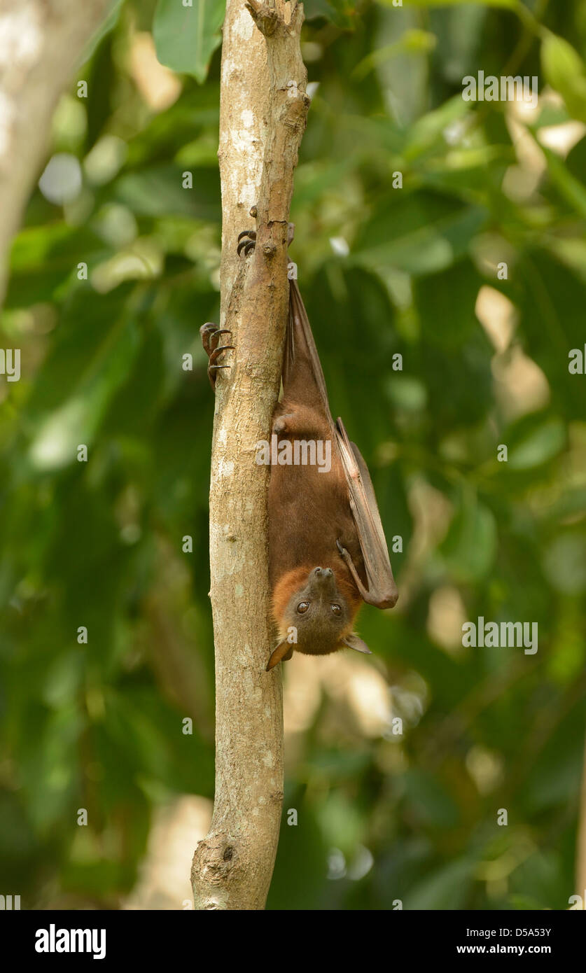 Little Red Flying Fox Bat Pteropus Scapulatus Hanging From Tree Branch In Daytime Roost