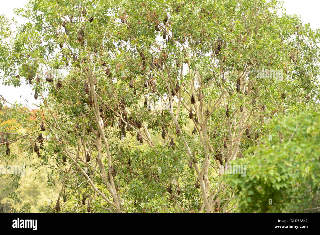 Little Red Flying Fox Bat (Pteropus scapulatus) large group hanging ...