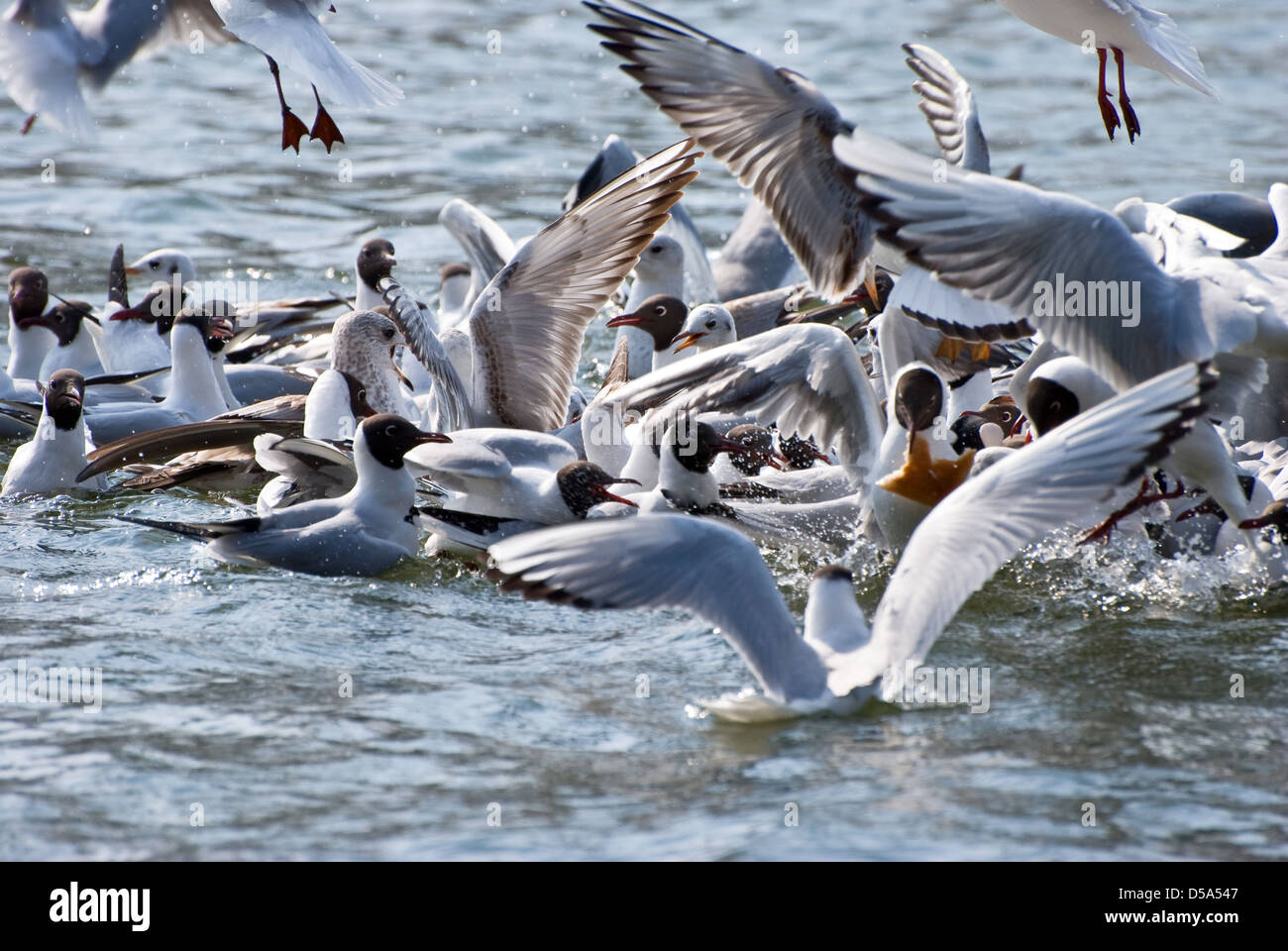 Mob of birds feeding Stock Photo - Alamy