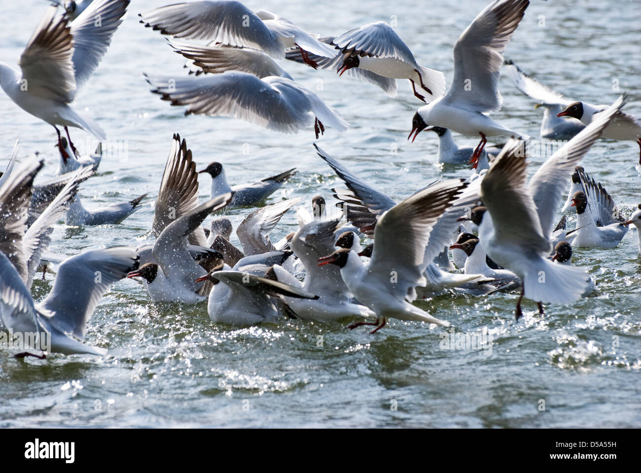 Mob feeding hi-res stock photography and images - Alamy