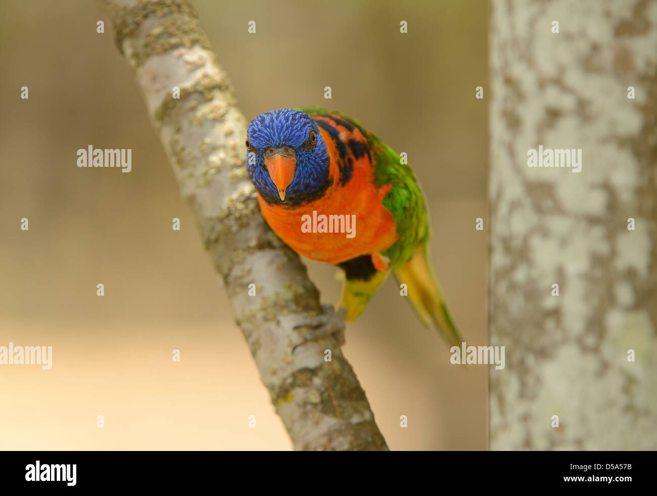 Red collared lorikeet hi-res stock photography and images - Alamy