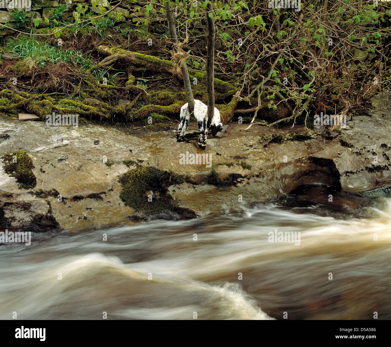 Dead lamb hi-res stock photography and images - Alamy