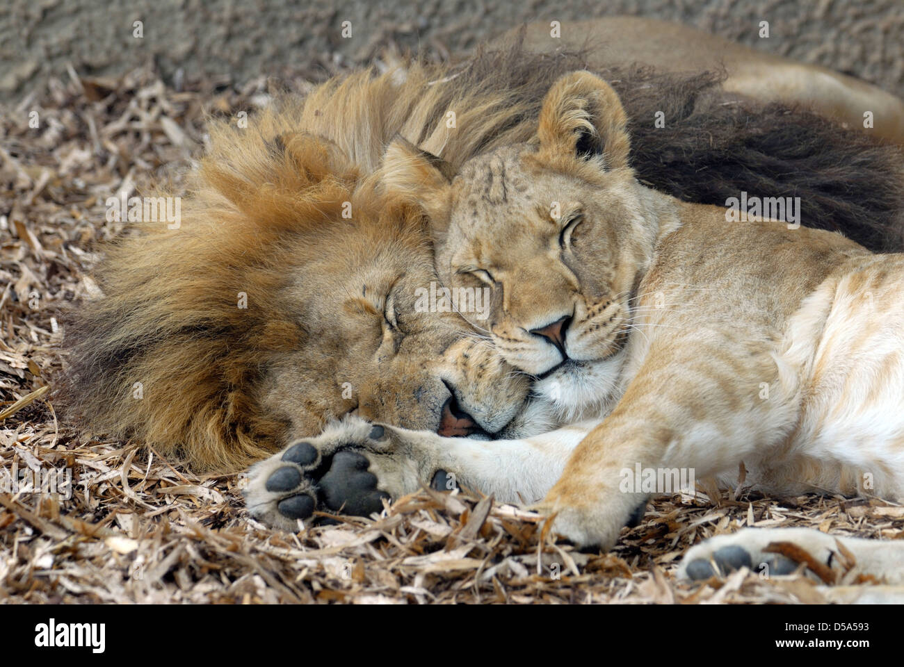 Lion and Lioness sleeping Stock Photo - Alamy