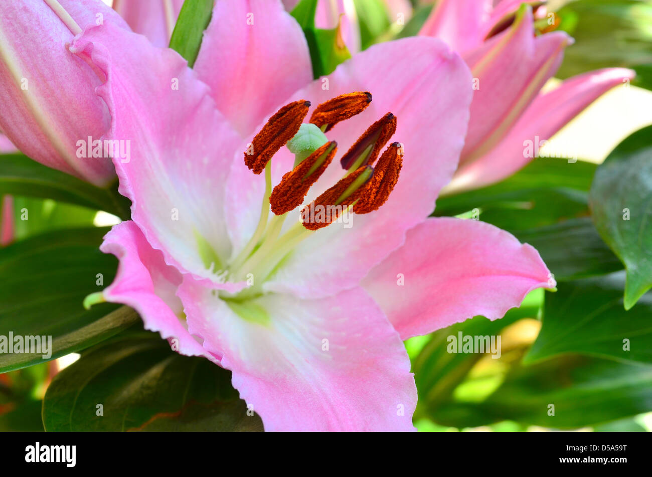 detail of pink lilly Stock Photo - Alamy