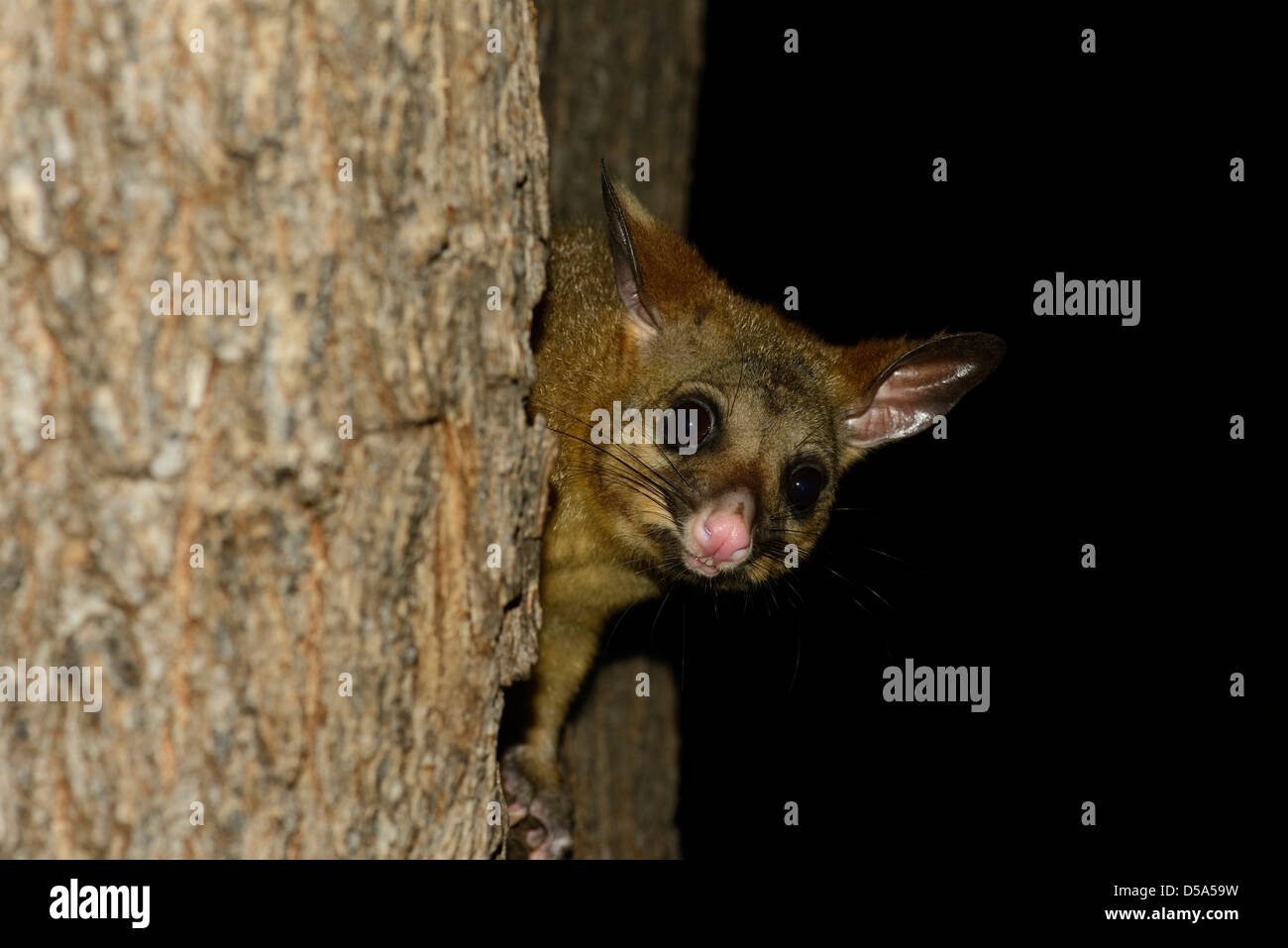 Brush-tailed Possum (Trichosurus vulpecula) adult climbing down tree at ...