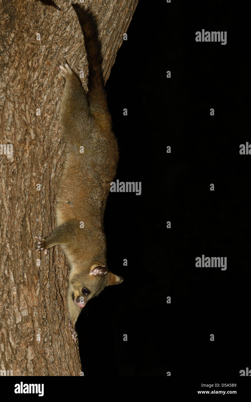 Brush-tailed Possum (Trichosurus vulpecula) adult climbing down tree at ...