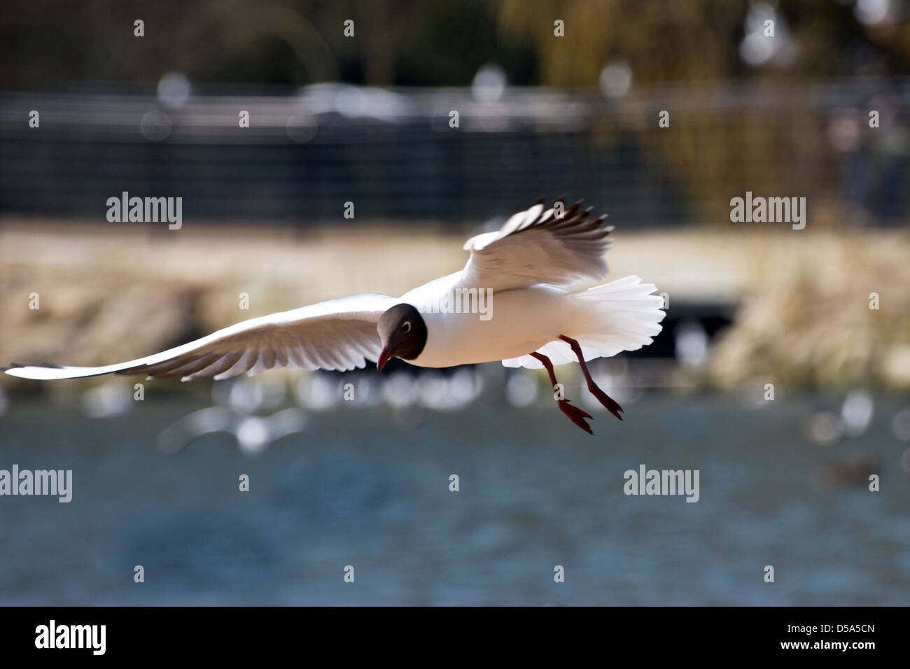 Bird in flight Stock Photo - Alamy