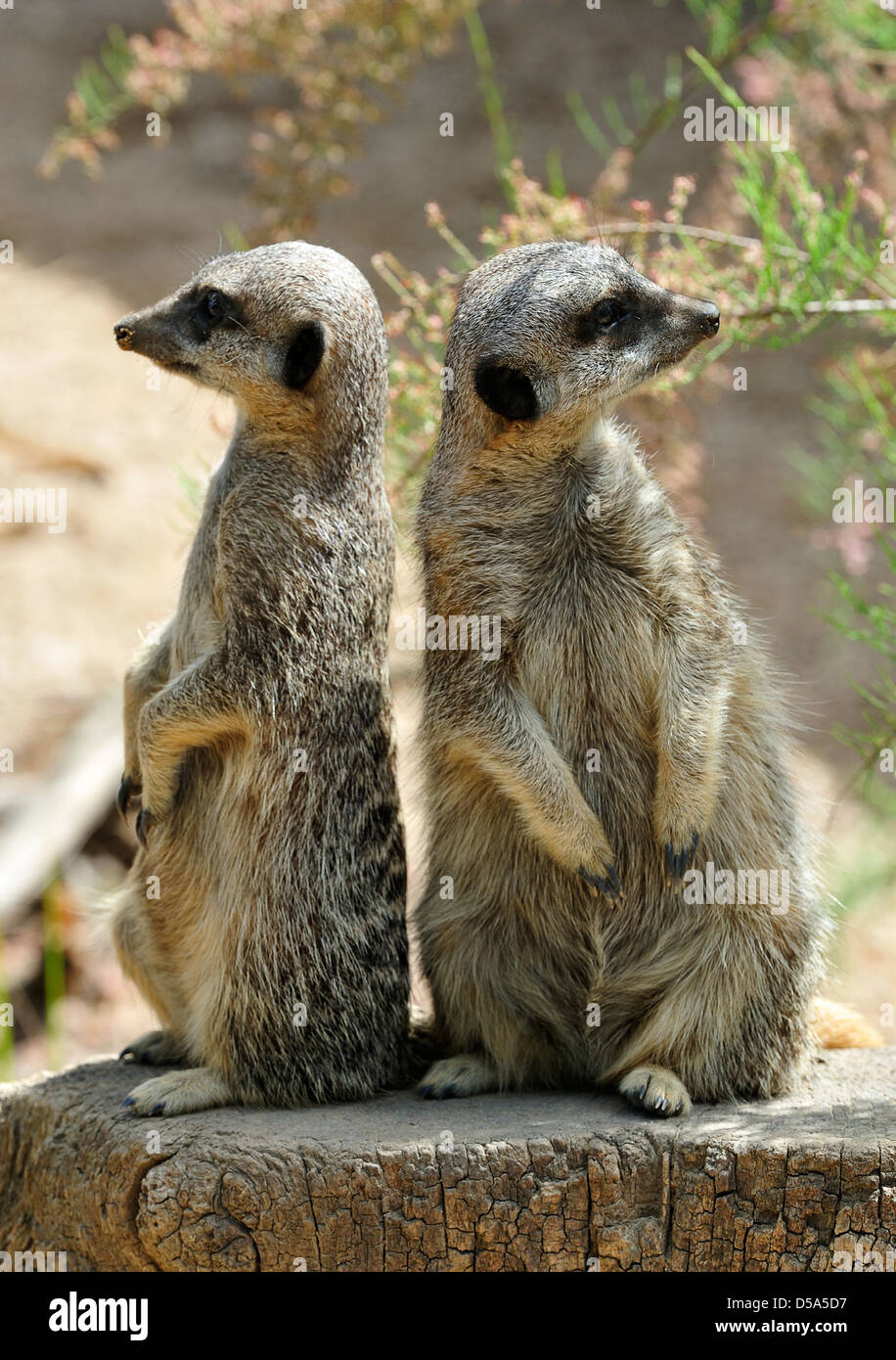 Two Meerkats back to back Stock Photo - Alamy