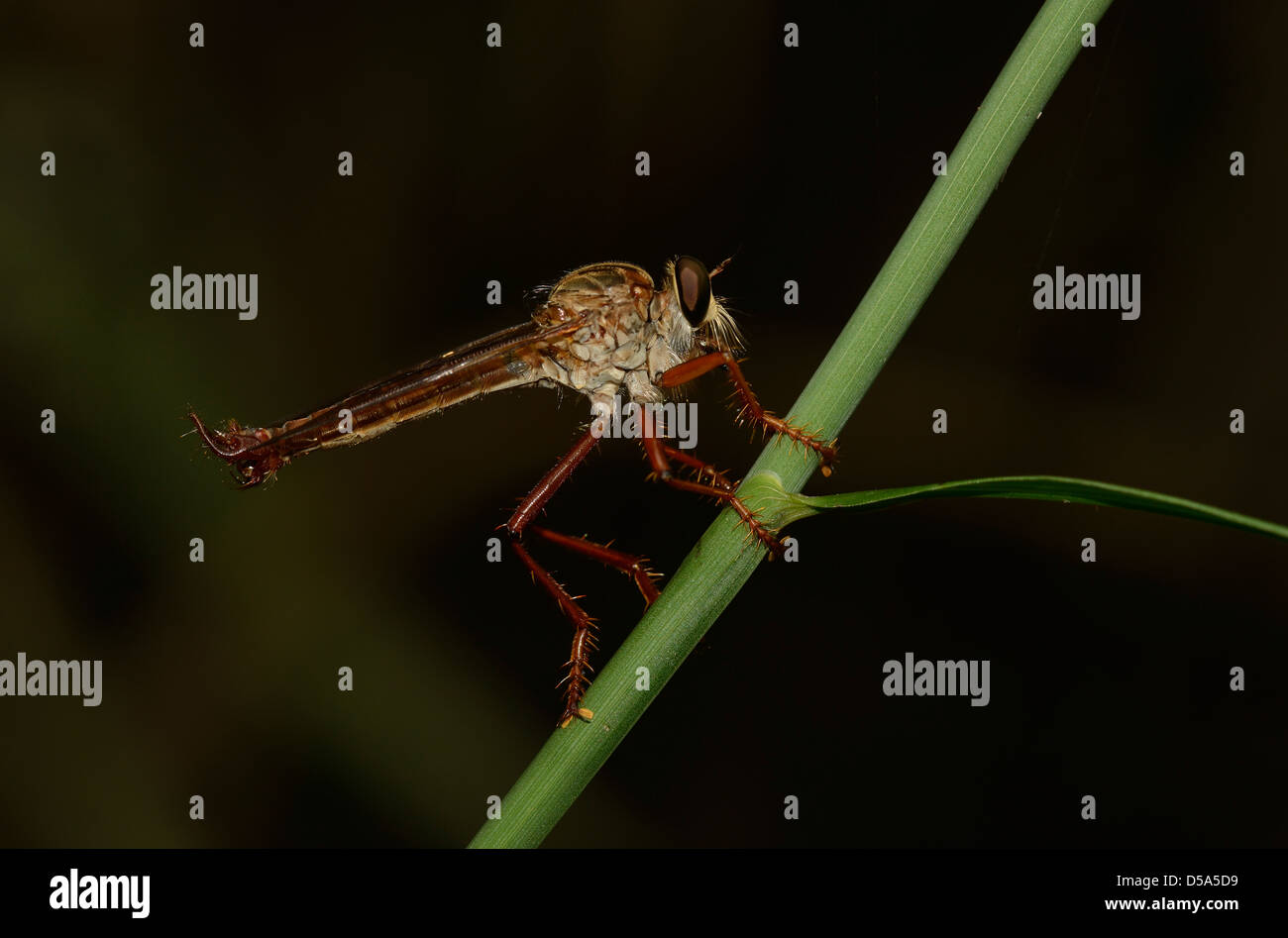 Robber Fly ( Asilidae) at rest on grass stem, Queensland, Australia ...