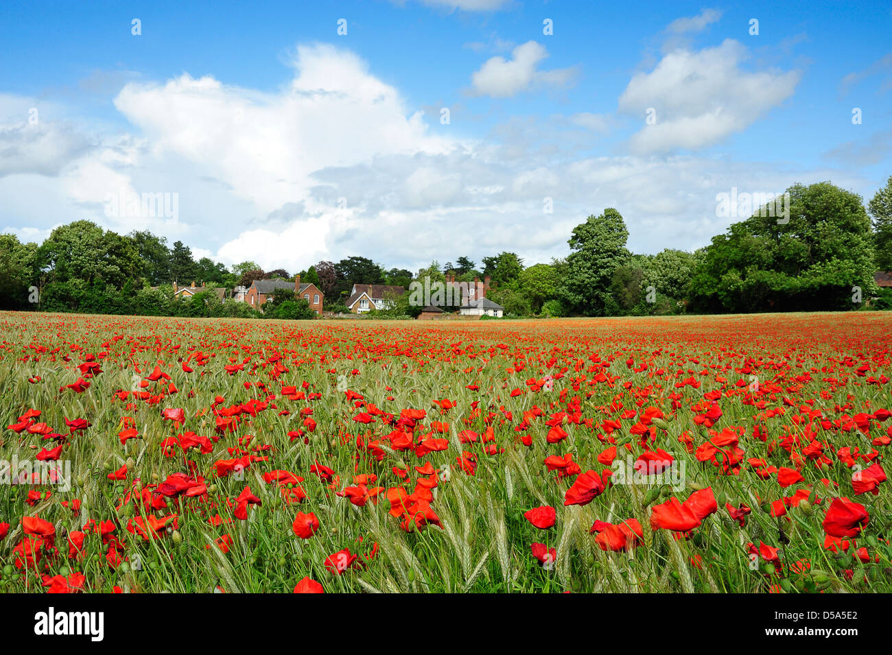 Poppy Field in England Stock Photo - Alamy