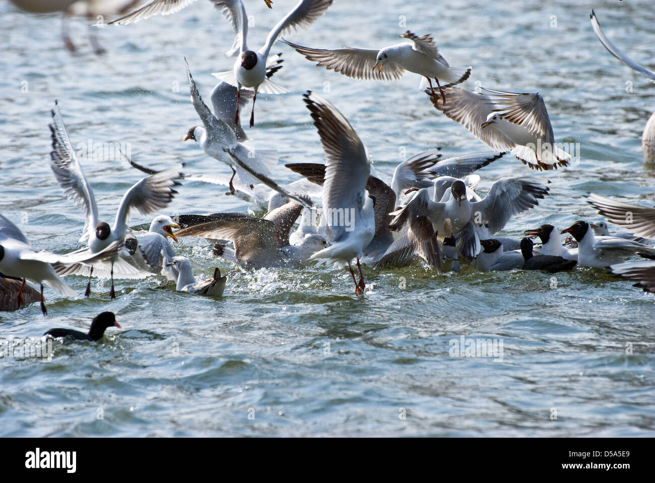 Mob of birds feeding Stock Photo - Alamy