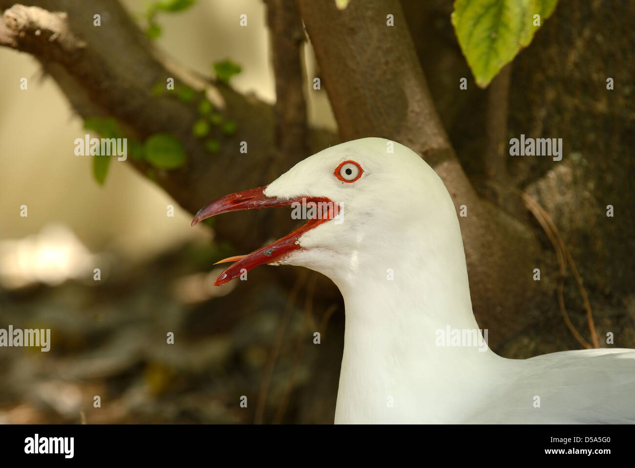 Silver Gull (Larus novaehollandiae) adult panting, close-up of head ...