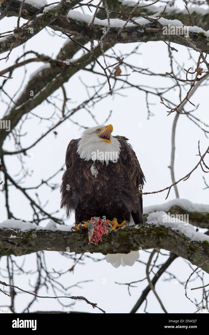 Bald Eagle in tree eating salmon Stock Photo - Alamy