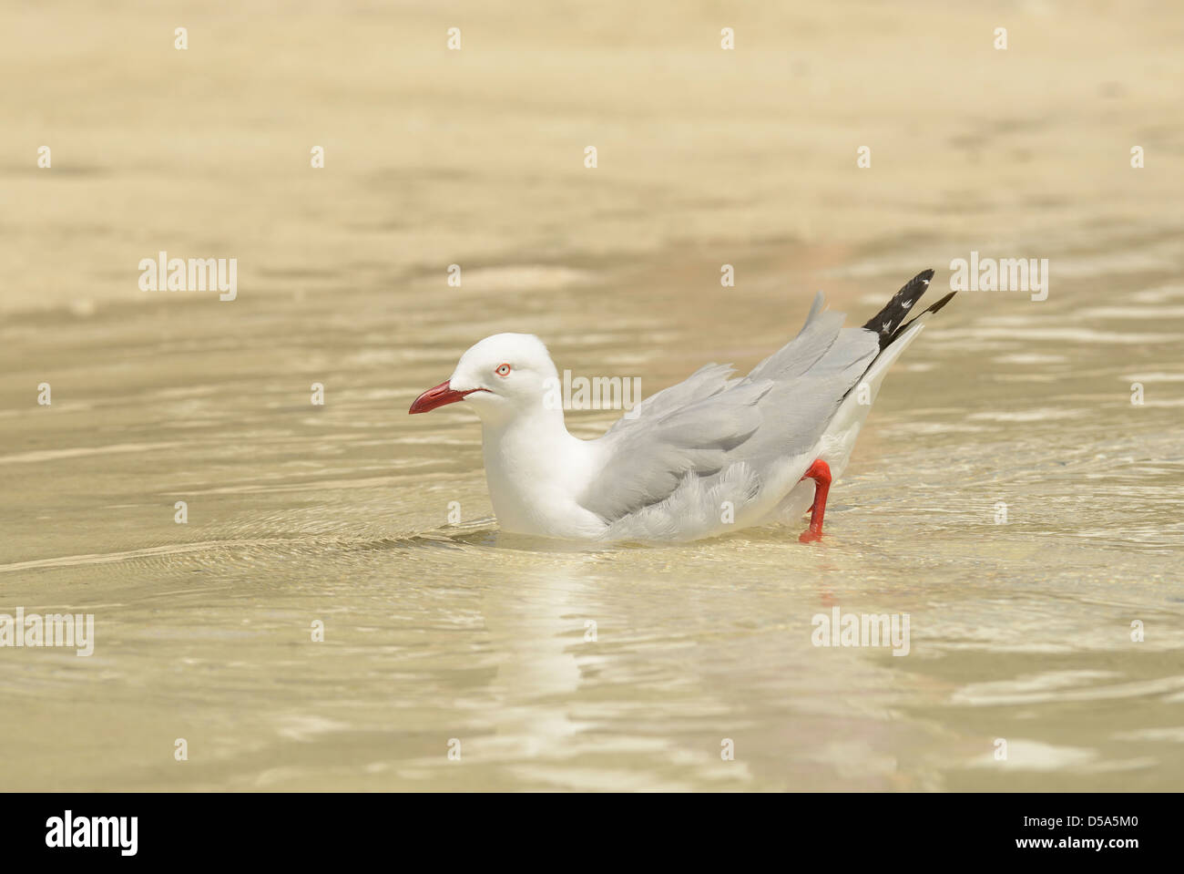 Silver gull standing hi-res stock photography and images - Alamy