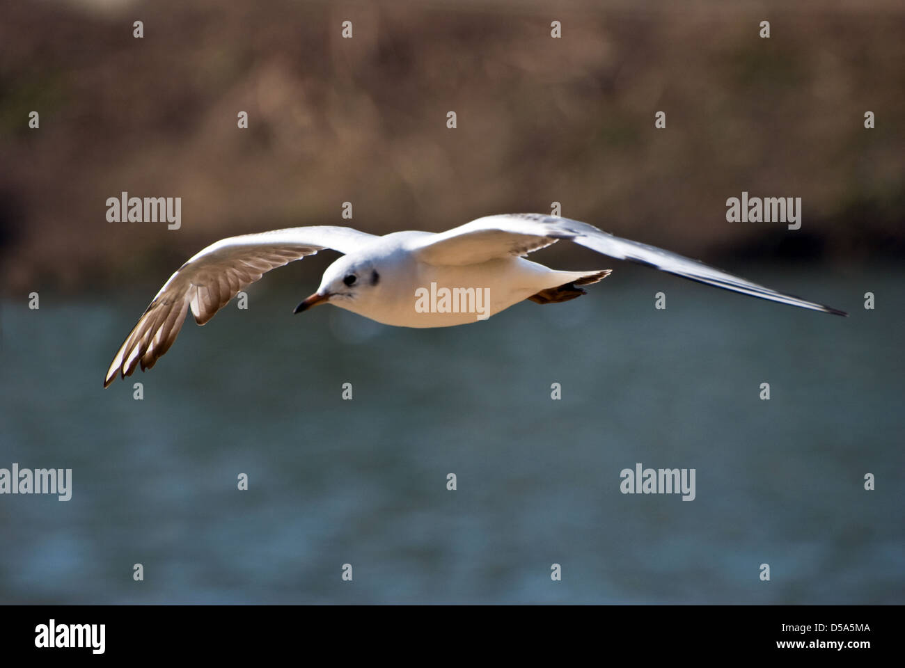 Bird in flight Stock Photo - Alamy