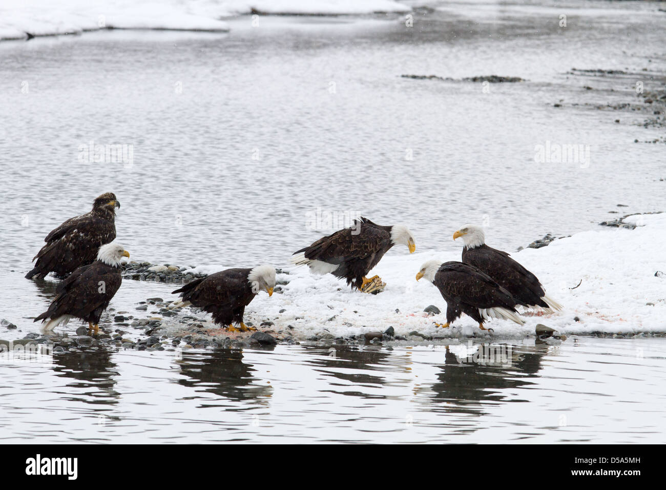 Bald eagles alaska chilkat hi-res stock photography and images - Alamy