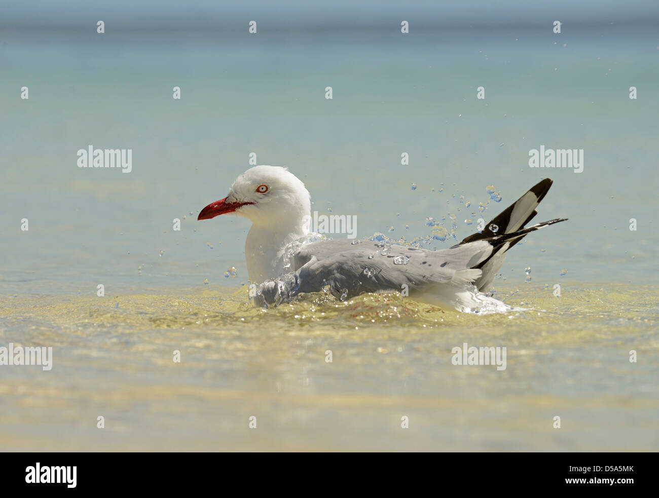 Silver gull australia hi-res stock photography and images - Alamy