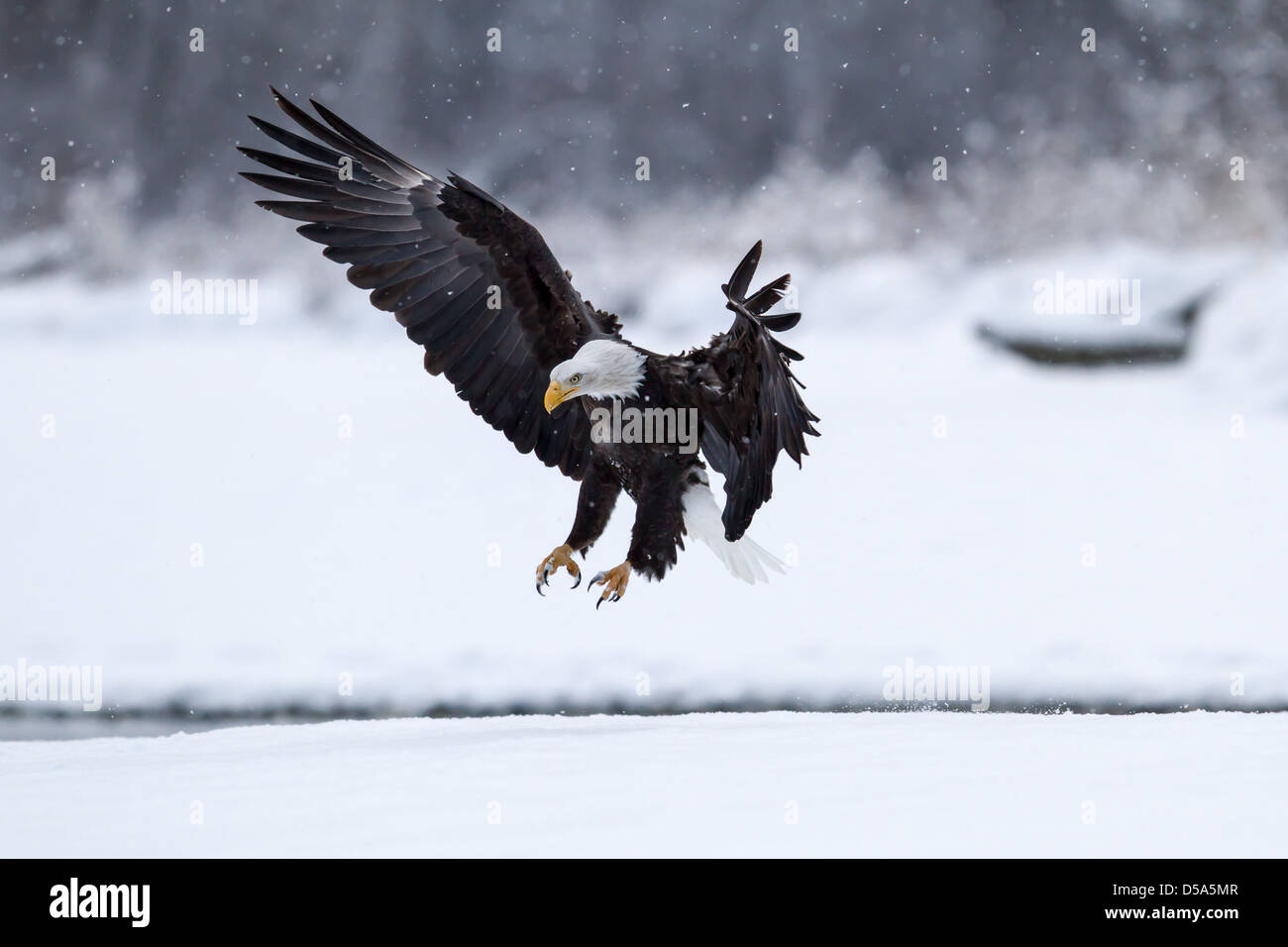 Bald eagle landing with wings outstretched Stock Photo - Alamy