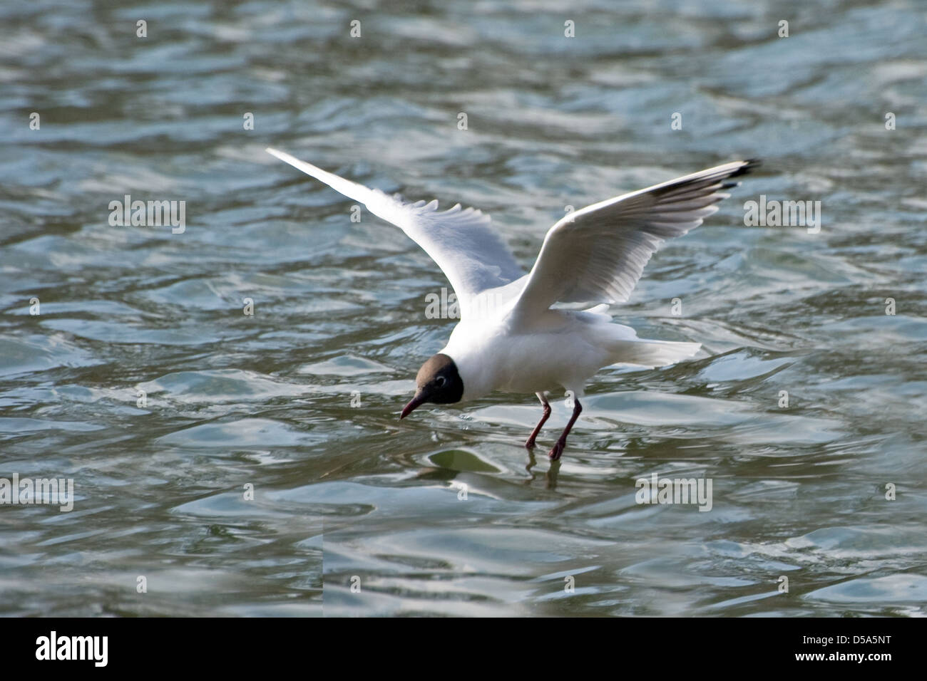 Bird in flight Stock Photo - Alamy