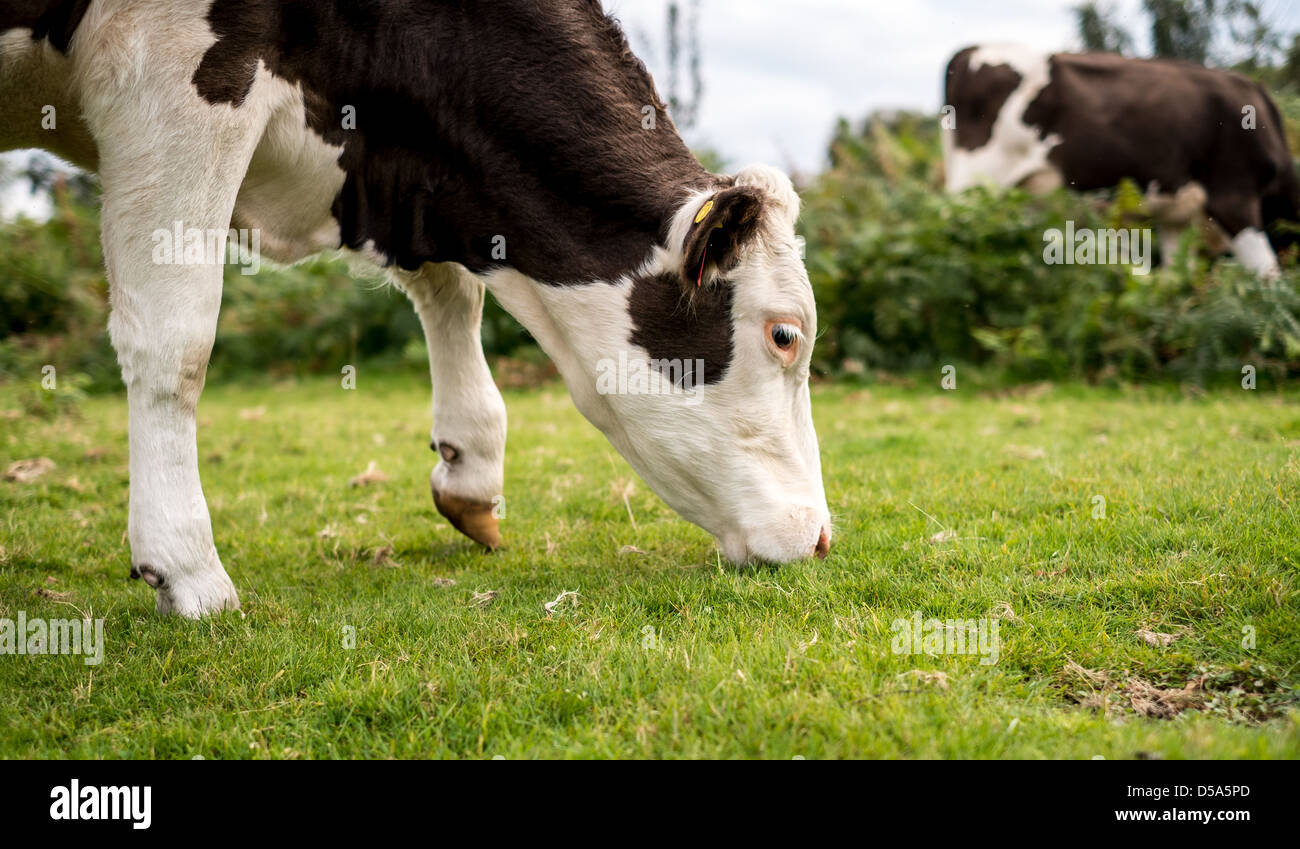 Cow eating grass hi-res stock photography and images - Alamy
