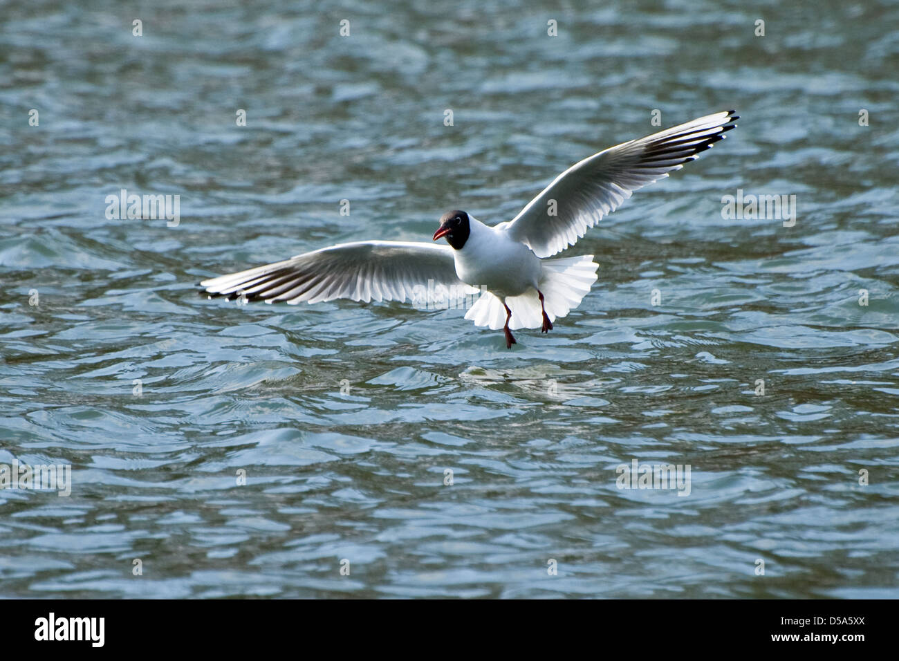 Bird in flight Stock Photo - Alamy