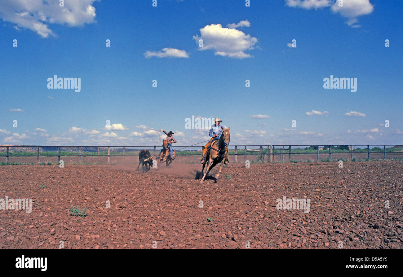 Cowboys on a large west texas cattle ranch practice steer roping in a ...