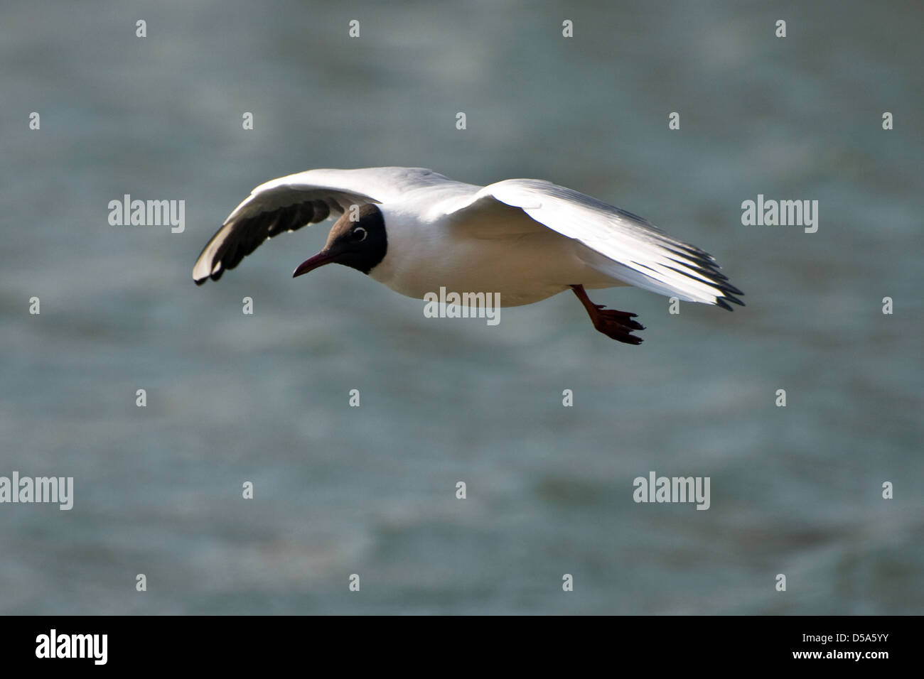 Bird in flight Stock Photo - Alamy