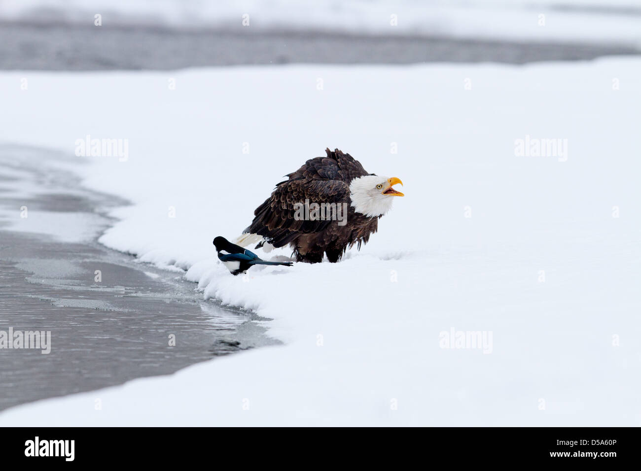 Chilkat River Eagle Reserve High Resolution Stock Photography and ...