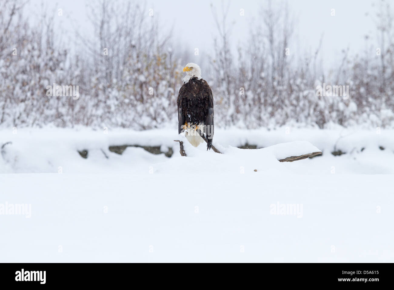 Bald eagle perched on dead tree Chilkat river reserve Haines alaska ...