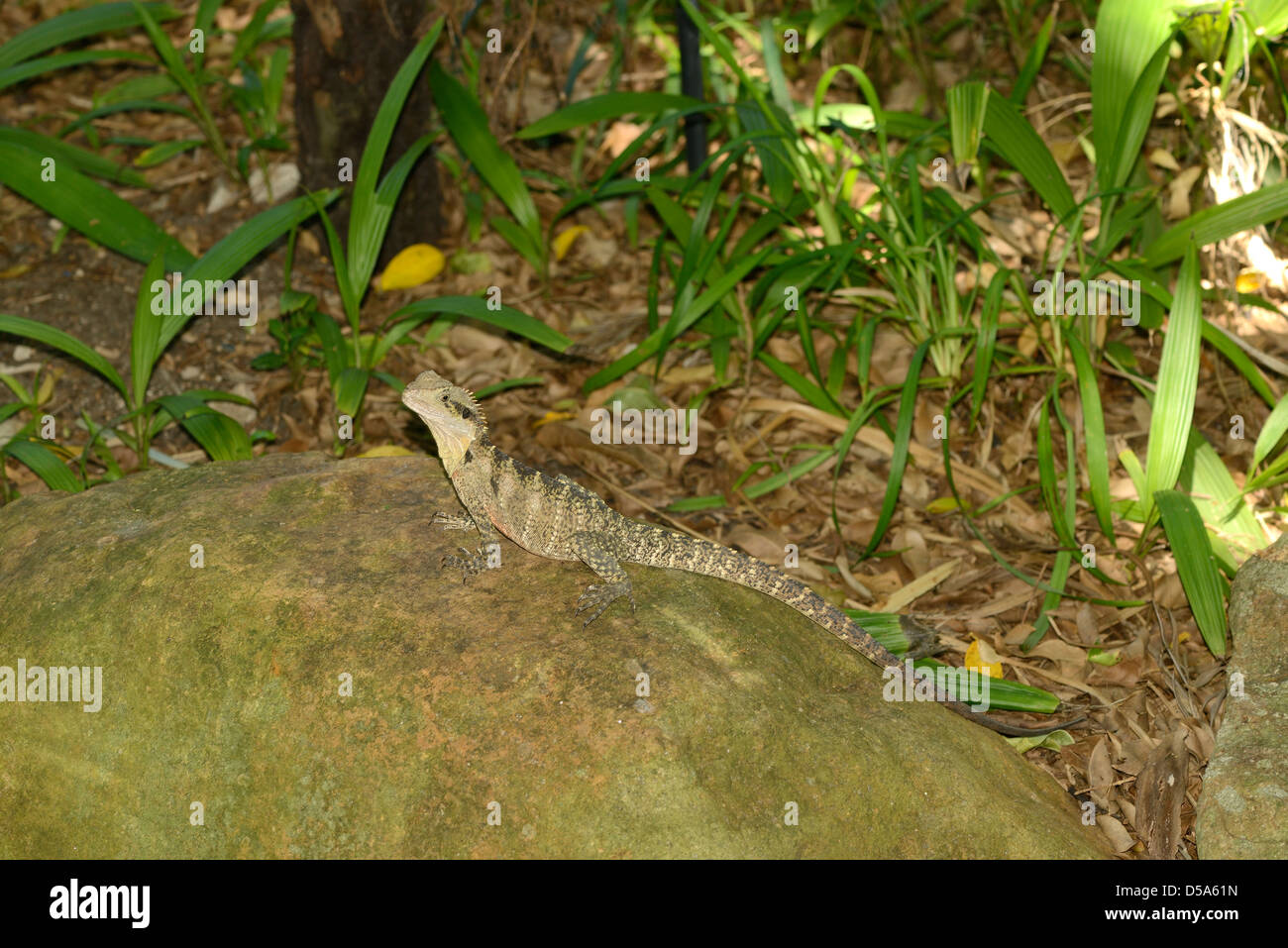 Australian water dragon lizard hi-res stock photography and images - Alamy