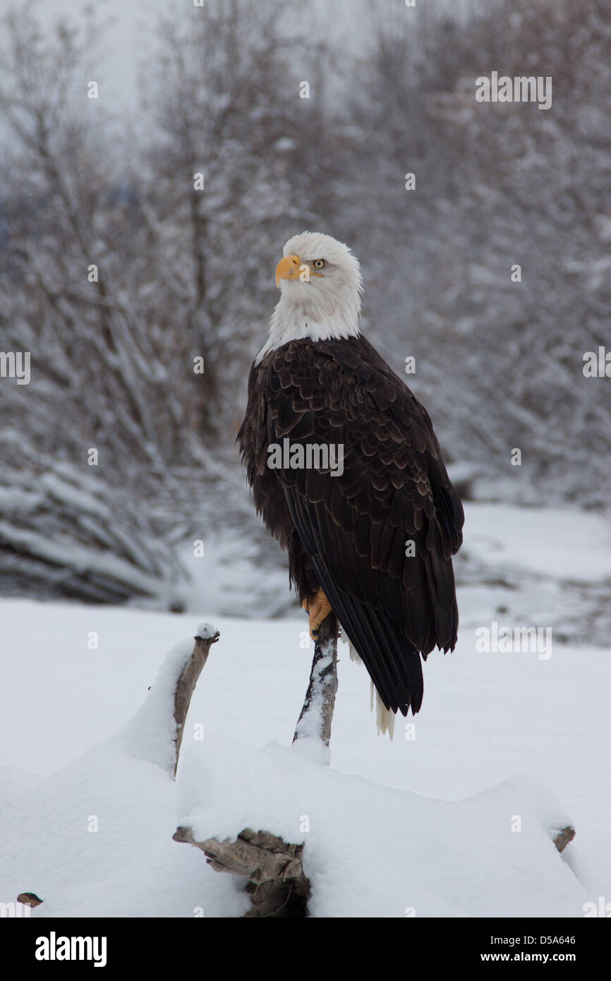 Bald eagle perched on dead tree Chilkat river reserve Haines alaska ...