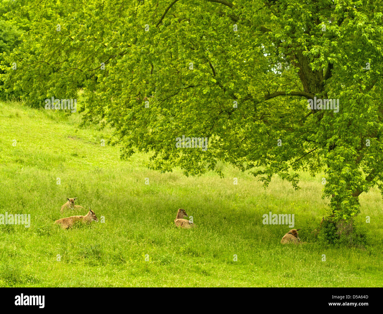 deer resting under big green tree in a meadow Stock Photo - Alamy