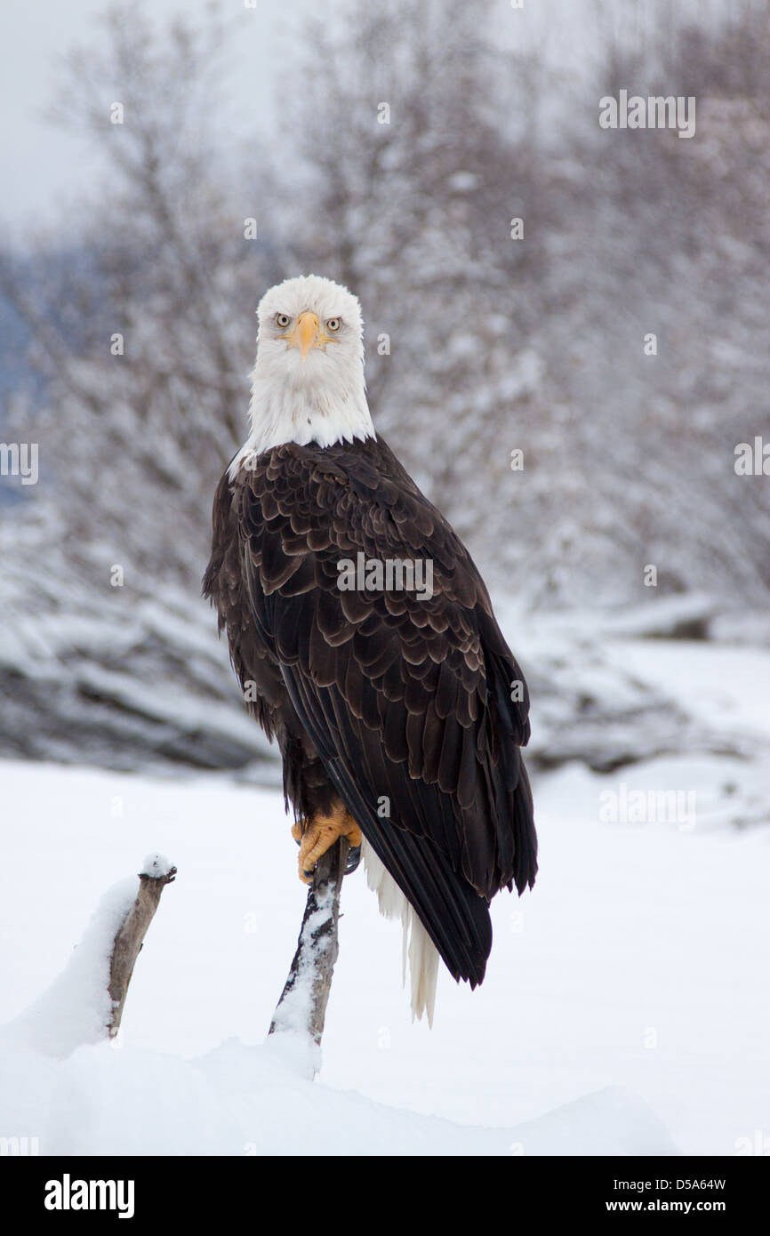 Bald eagle perched on dead tree Chilkat river reserve Haines alaska ...