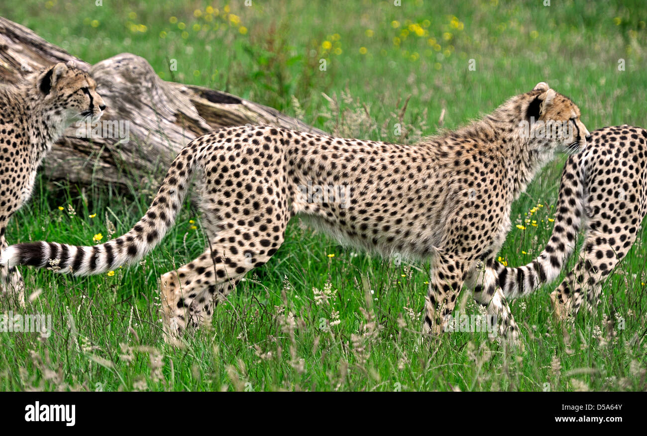 Cheetahs tail hi-res stock photography and images - Alamy