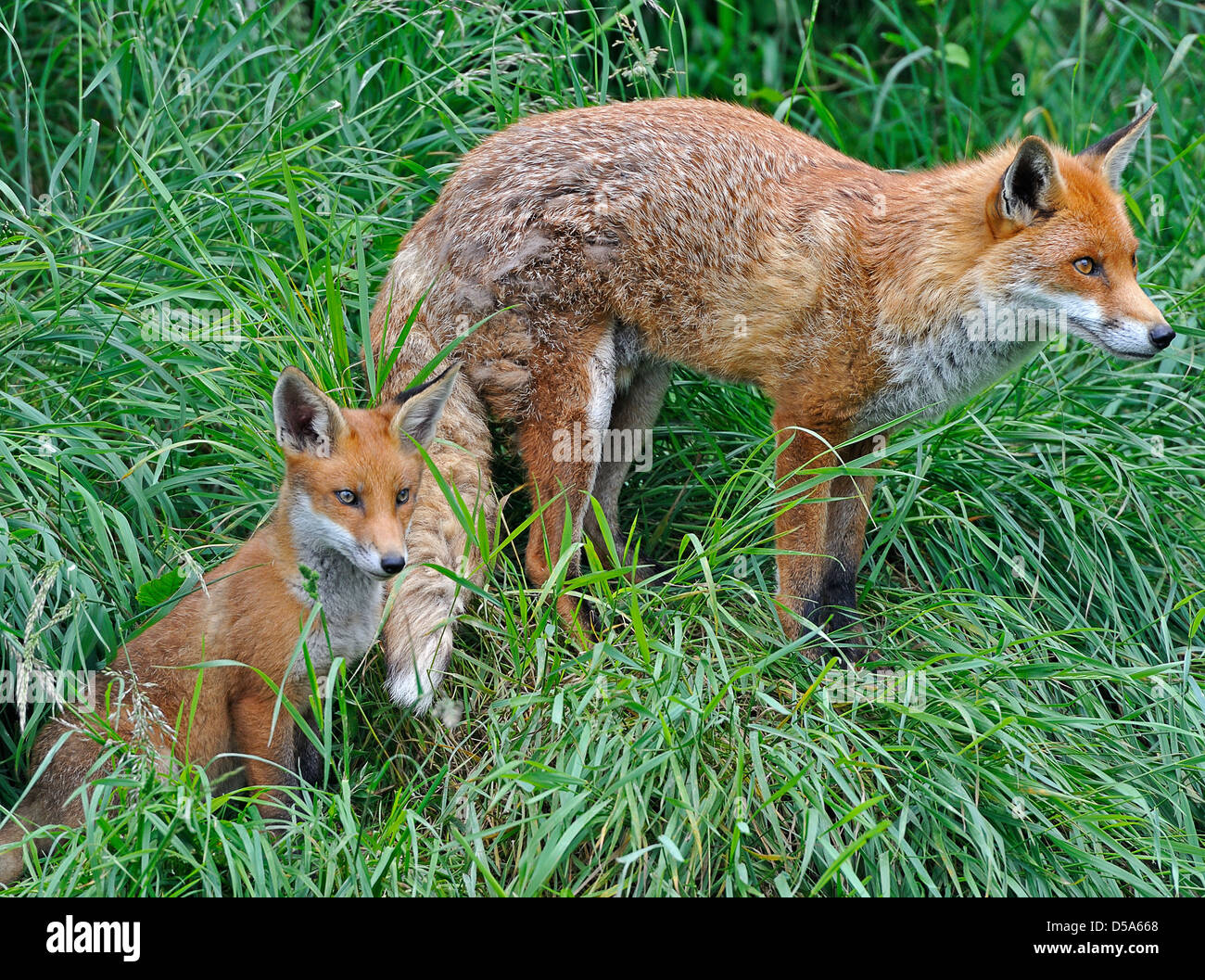 Fox and Cub Stock Photo - Alamy
