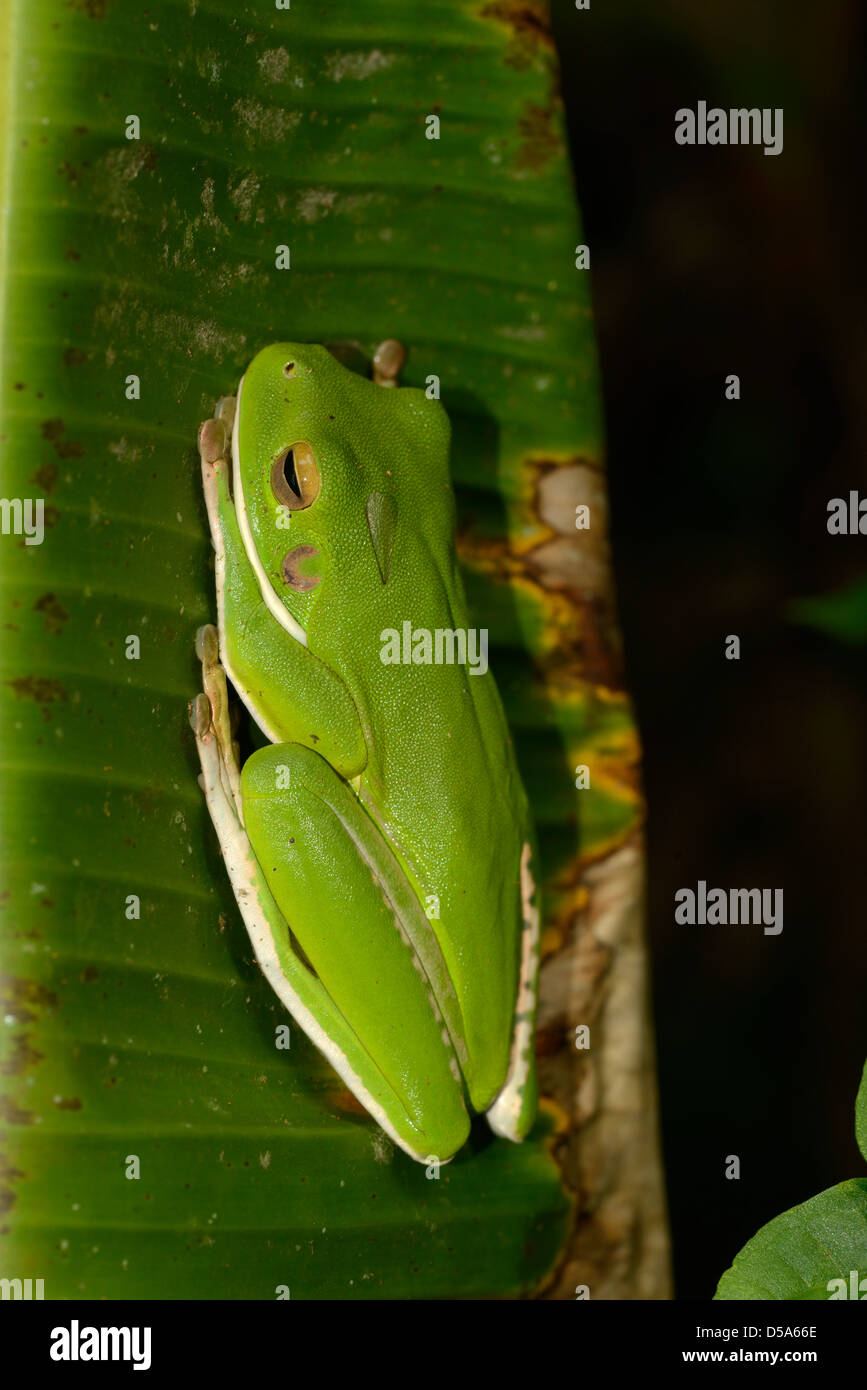 White-lipped or Giant Tree Frog (Litoria infrafrenata) resting on leaf ...