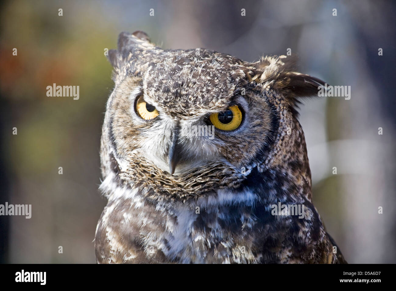 Close up of a Great Horned Owl, (Bubo virginianus Stock Photo - Alamy