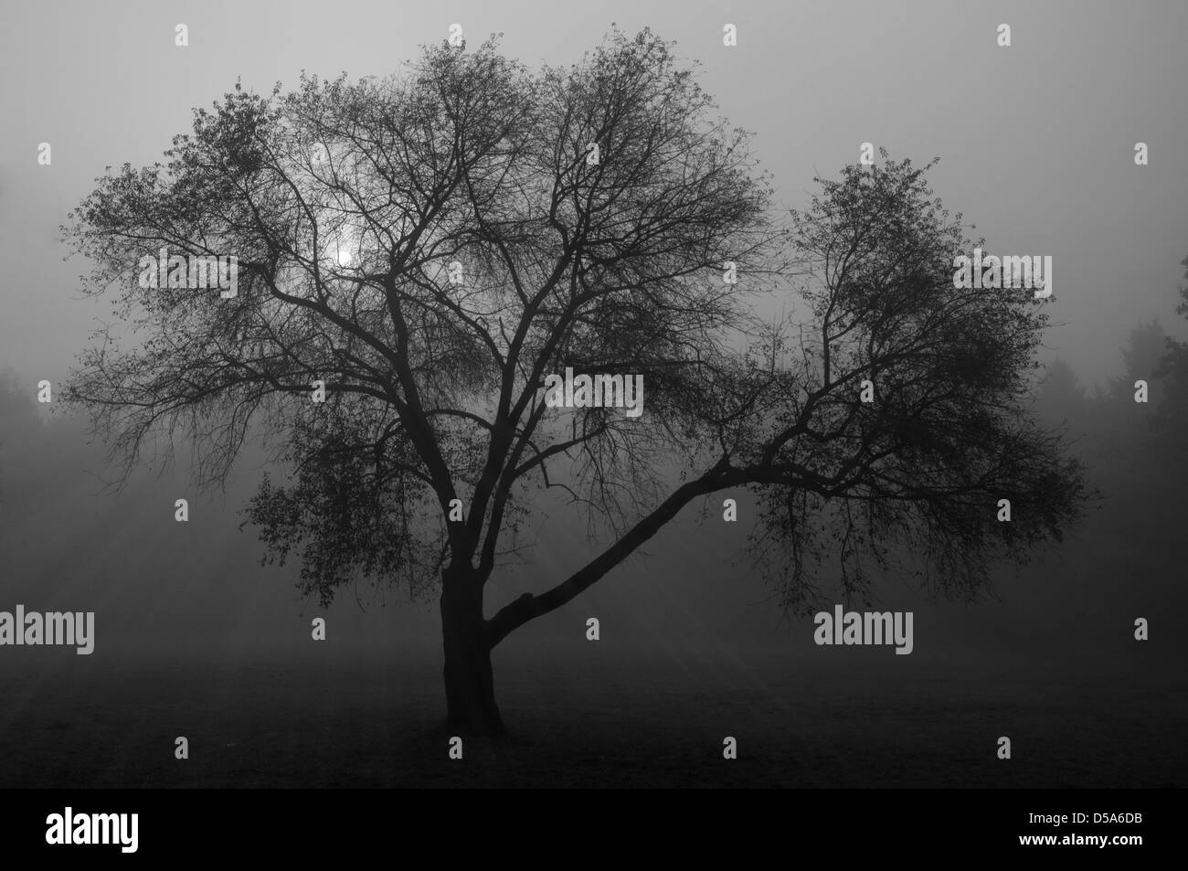 Tree standing alone in mist with sunrays Stock Photo - Alamy