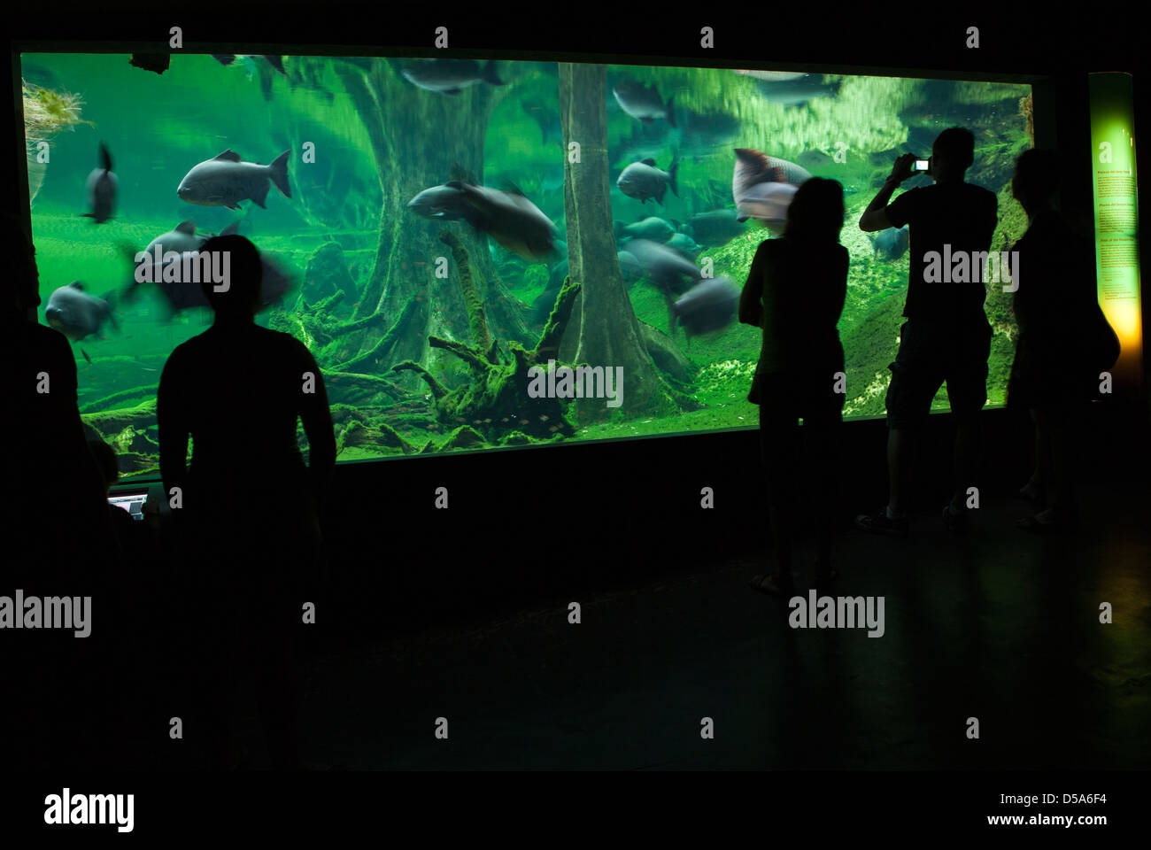 Science museum barcelona fish hi-res stock photography and images - Alamy