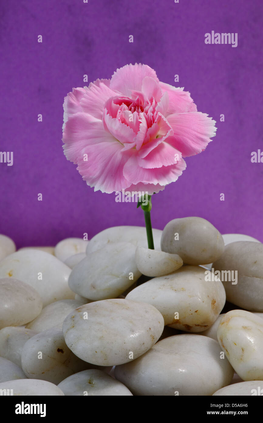 Light blue carnation flower hi-res stock photography and images - Alamy