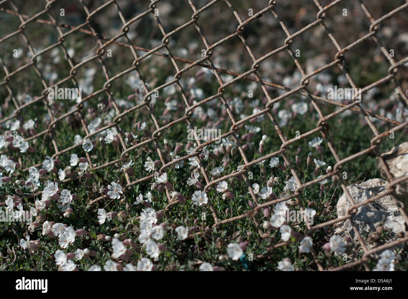 Daisies breaking through the fence Stock Photo - Alamy
