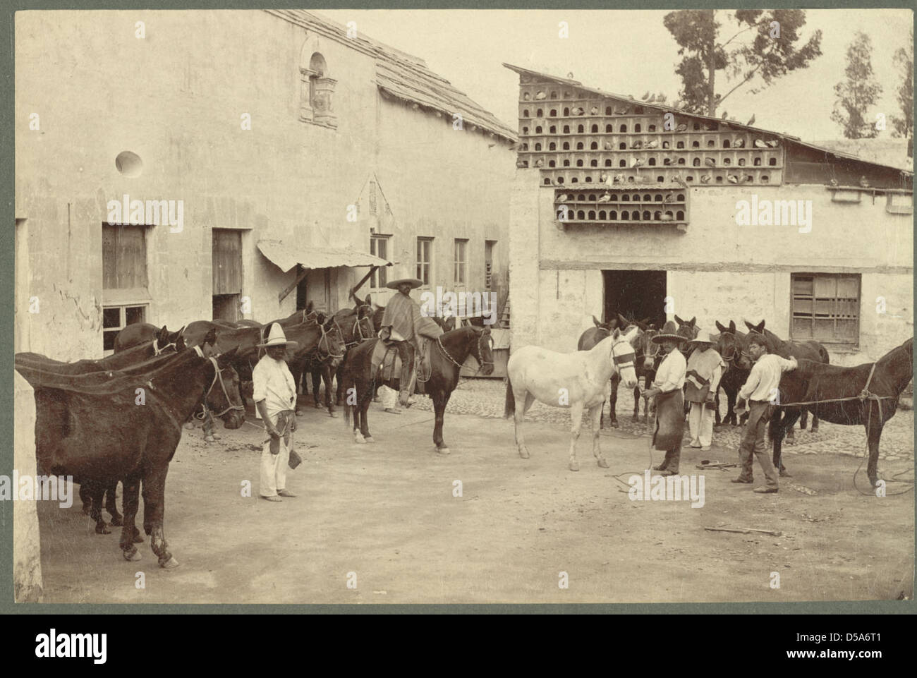 A Mexican blacksmith is shown shoeing mules in a rural village setting ...