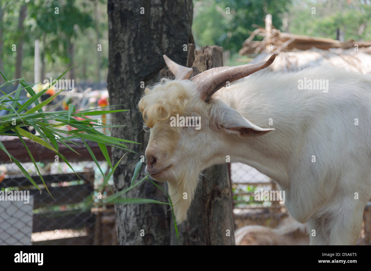 A portrait of female goat on the meadow Stock Photo - Alamy