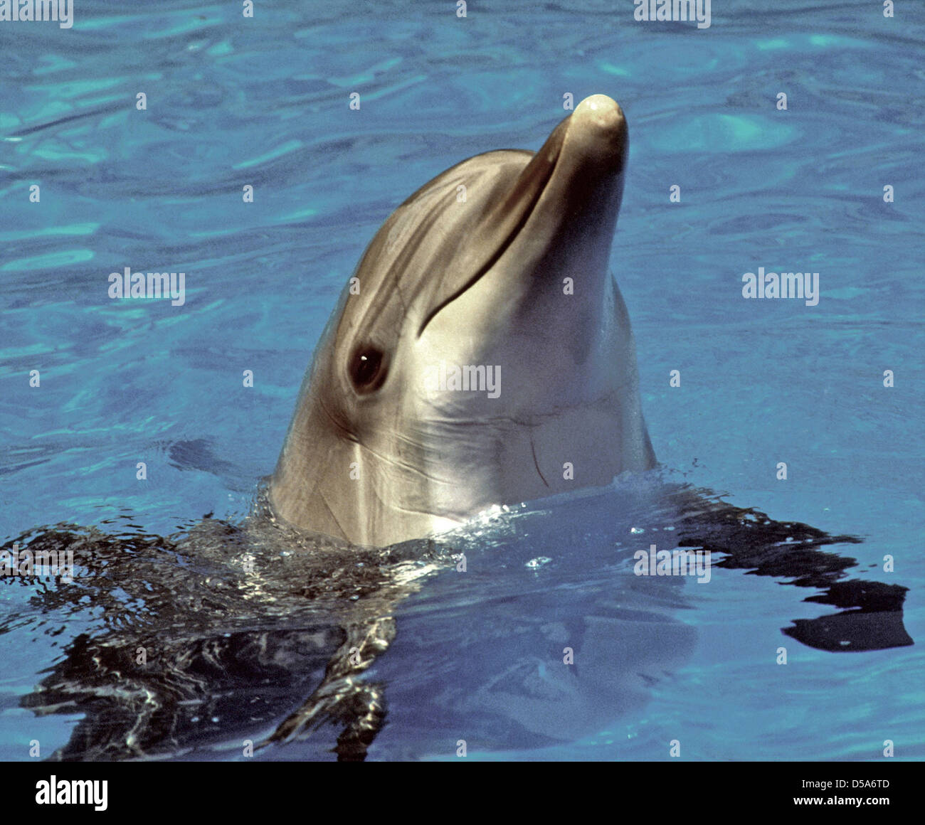 DOLPHIN - Bottle-nosed Dolphin (Tursiops truncatus) mammal fairly ...