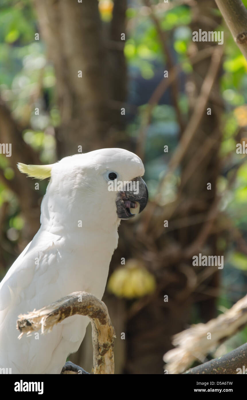 Close up shoot of a parrot Stock Photo - Alamy