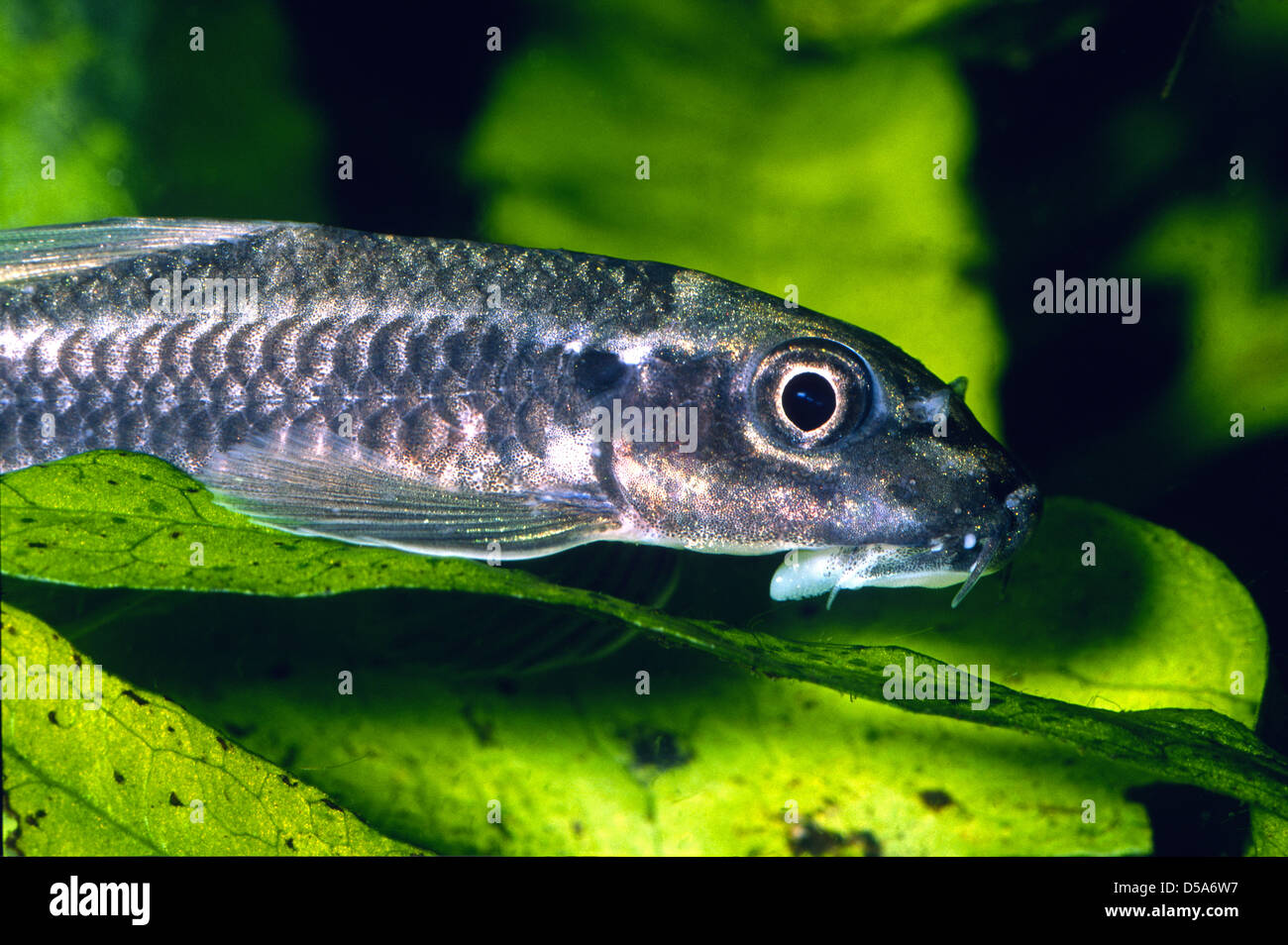 False flying fox garra cambodgiensis hi-res stock photography and ...