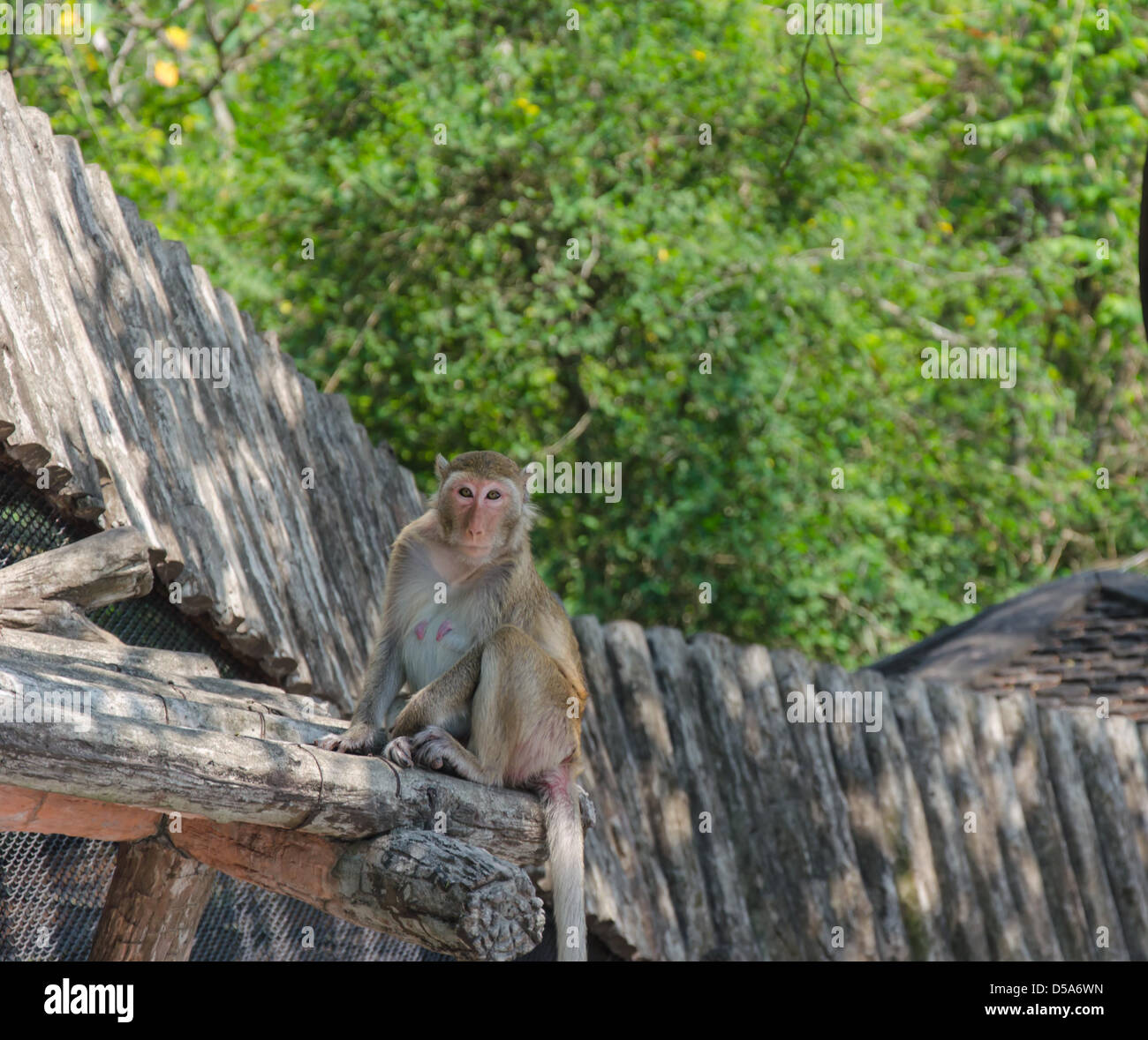 Monkeys on the roof Stock Photo - Alamy