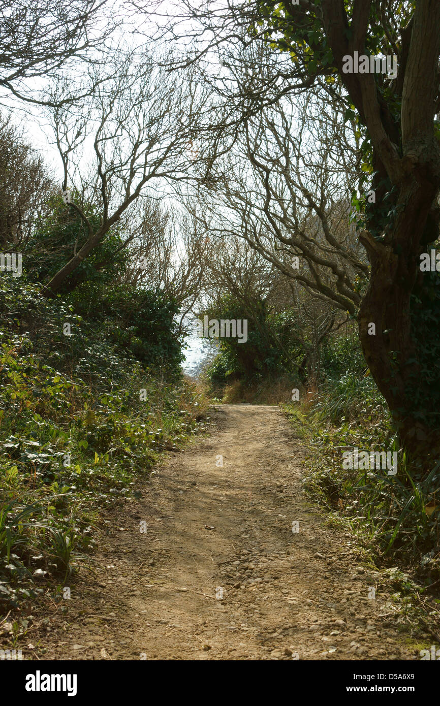 trees forest mud path mystical entrance mud track Stock Photo - Alamy