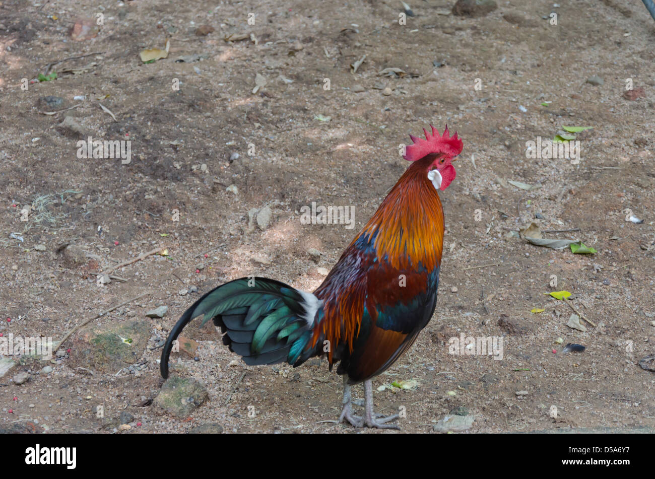 A hen looking at a camera Stock Photo - Alamy
